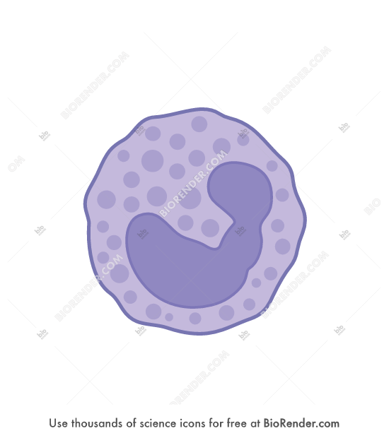 Free Basophil Icons, Symbols & Images | BioRender