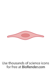 Free Endothelial cell 2 Icons, Symbols & Images | BioRender