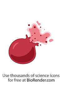 Free Red blood cell (lysed) Icons, Symbols & Images | BioRender