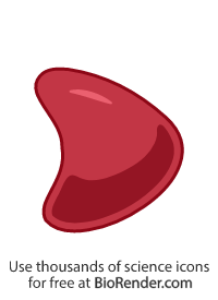 Free Red blood cell (parachute) Icons, Symbols & Images | BioRender