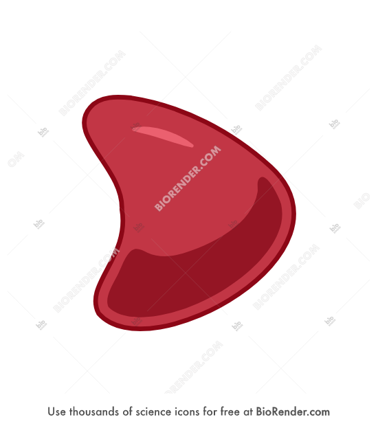 Free Red blood cell (parachute) Icons, Symbols & Images | BioRender