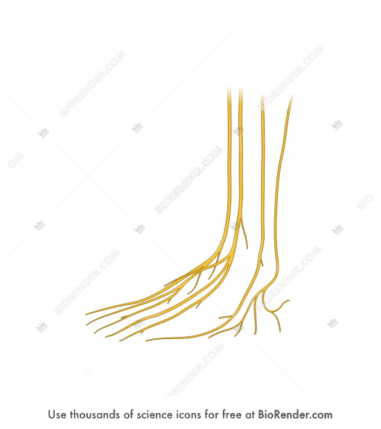 Free Peripheral nerves (foot, lateral) Icons, Symbols & Images | BioRender