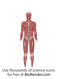 Free Musculoskeletal system Icons, Symbols & Images | BioRender