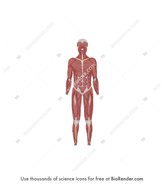 Free Musculoskeletal system Icons, Symbols & Images | BioRender