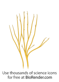 Free Peripheral nerves (hand, anterior) Icons, Symbols & Images | BioRender