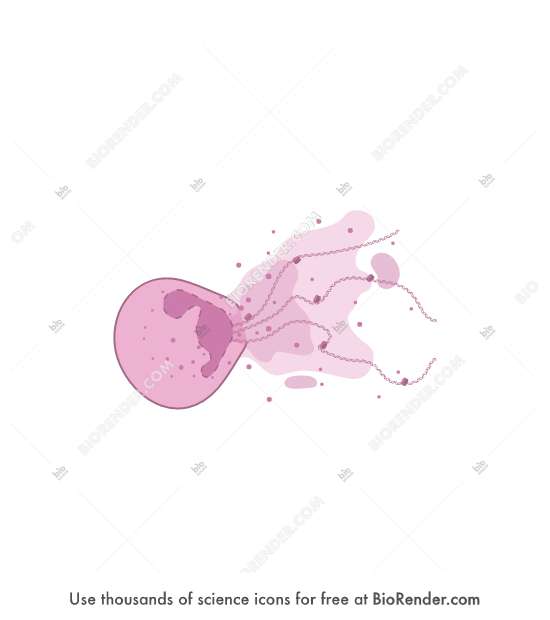 Free Neutrophil (NETosis) Icons, Symbols & Images | BioRender