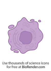 Free Cell death (apoptosis 1) Icons, Symbols & Images | BioRender