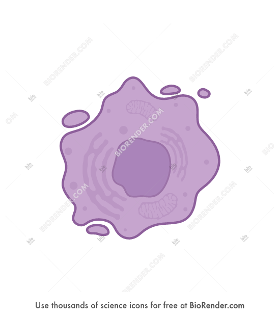 Free Cell death (apoptosis 1) Icons, Symbols & Images | BioRender