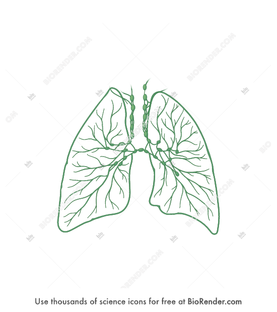 Free Lymphatic system (lungs) Icons, Symbols & Images | BioRender