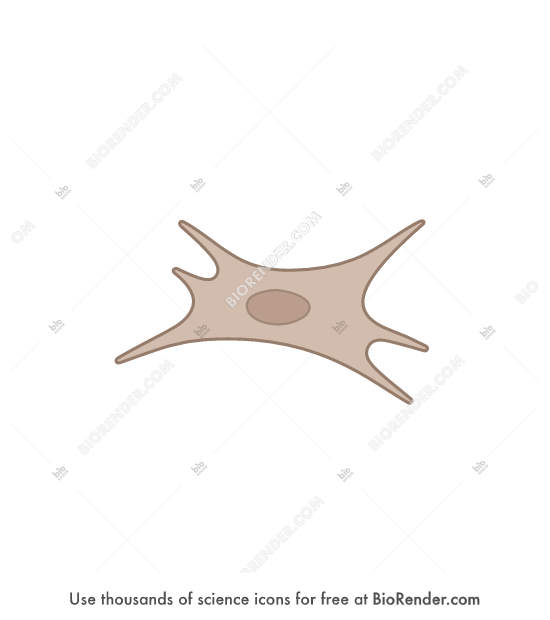 Free Fibroblast (activated 2) Icons, Symbols & Images | BioRender