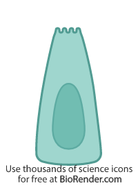 Free Stem cell (intestinal) Icons, Symbols & Images | BioRender