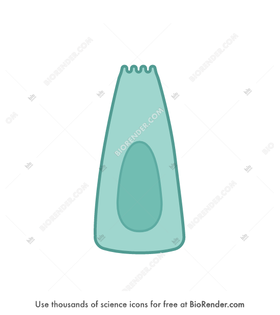 Free Stem cell (intestinal) Icons, Symbols & Images | BioRender