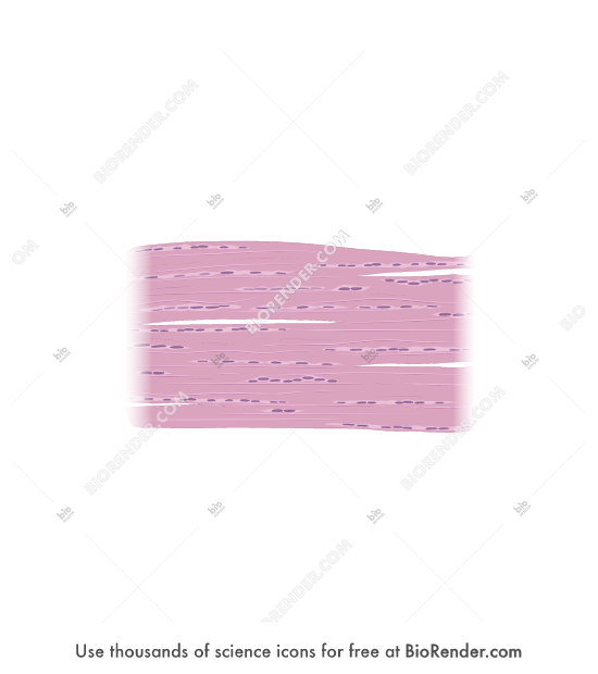 Free Tendon (longitudinal cross-section) Icons, Symbols & Images ...