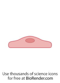 Free Endothelial cell 1 Icons, Symbols & Images | BioRender