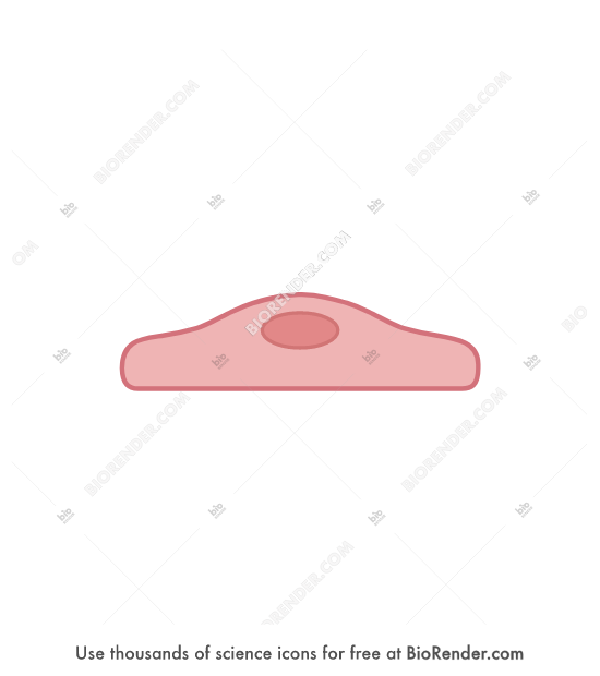 Free Endothelial cell 1 Icons, Symbols & Images | BioRender