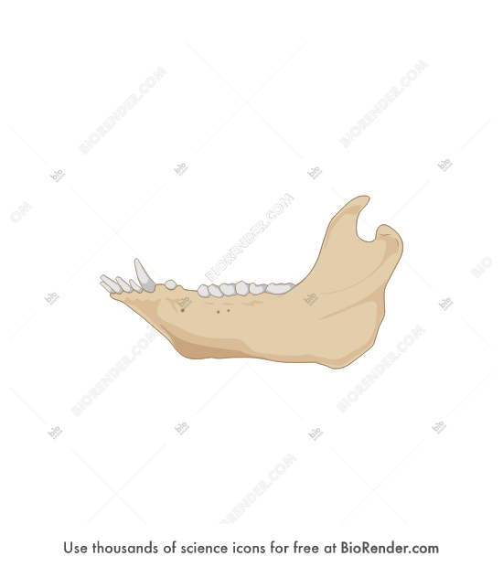 Free Pig mandible (lateral) Icons, Symbols & Images | BioRender