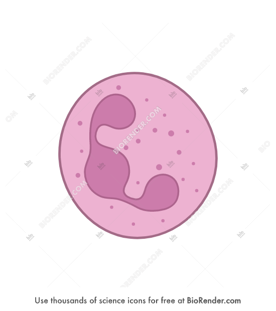 Free Neutrophil Icons, Symbols & Images | BioRender