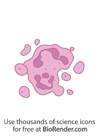 Free Neutrophil (hypersegmented, apoptosis) Icons, Symbols & Images ...