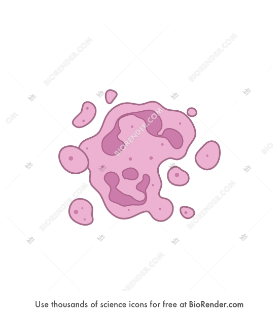 Free Neutrophil (hypersegmented, apoptosis) Icons, Symbols & Images ...