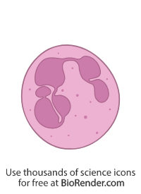 Free Neutrophil (hypersegmented) Icons, Symbols & Images | BioRender
