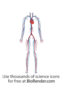 Free Circulatory system 2 Icons, Symbols & Images | BioRender