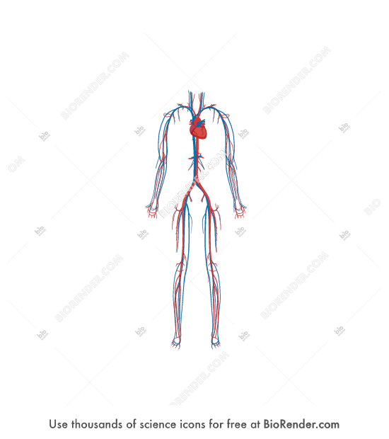 Free Circulatory system 2 Icons, Symbols & Images | BioRender