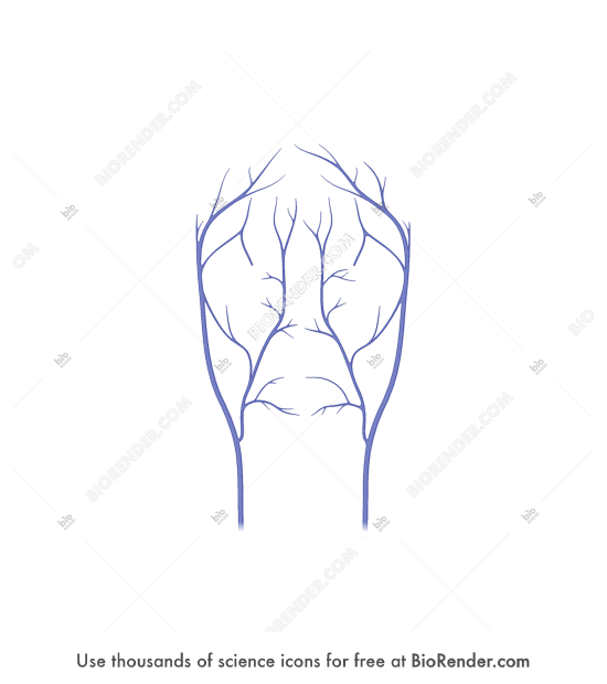 Free Facial vessels (veins) Icons, Symbols & Images | BioRender