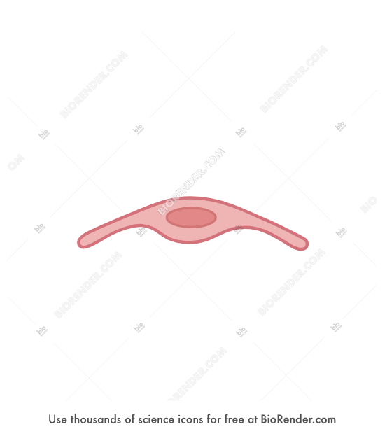 Free Endothelial cell 3 Icons, Symbols & Images | BioRender