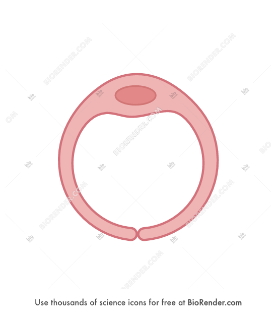 Free Endothelial cell 6 Icons, Symbols & Images | BioRender