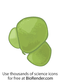 Free Lemna minor Icons, Symbols & Images | BioRender