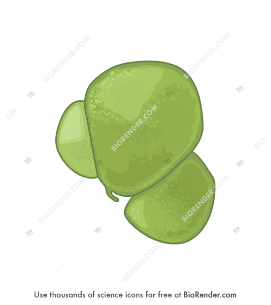 Free Lemna minor Icons, Symbols & Images | BioRender