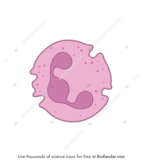 Free Neutrophil (degranulating) Icons, Symbols & Images | BioRender