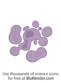 Free Cell death (apoptosis 2) Icons, Symbols & Images | BioRender