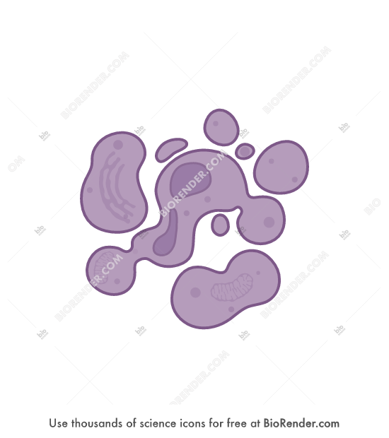 Free Cell death (apoptosis 2) Icons, Symbols & Images | BioRender