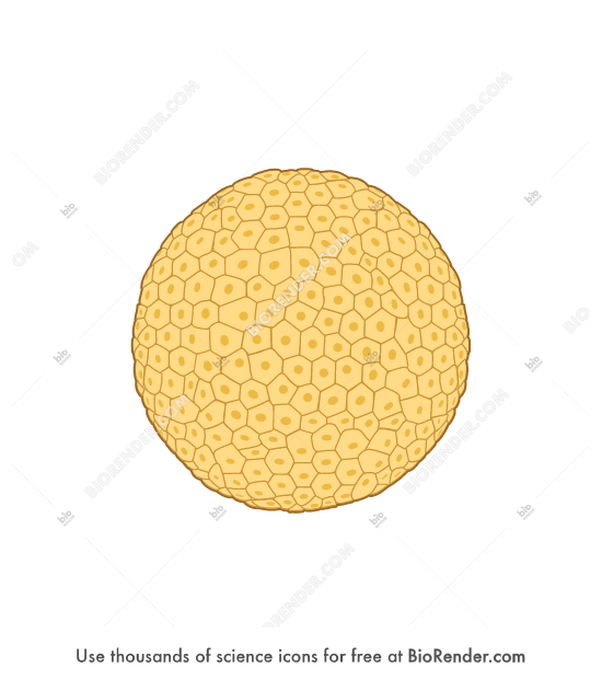Free Spheroid (3D) Icons, Symbols & Images | BioRender