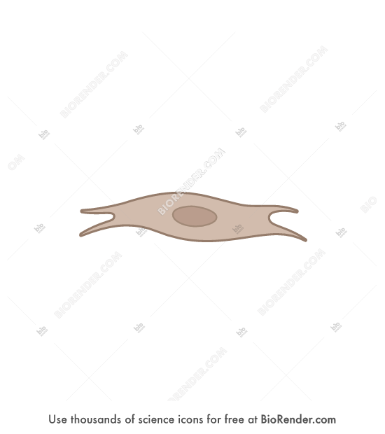 Free Fibroblast (activated 1) Icons, Symbols & Images | BioRender