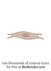 Free Fibroblast (activated 1) Icons, Symbols & Images | BioRender