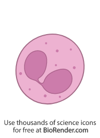 Free Neutrophil (Pelger–Huet anomaly) Icons, Symbols & Images | BioRender