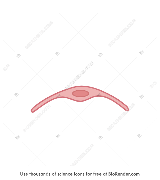 Free Endothelial cell 5 Icons, Symbols & Images | BioRender