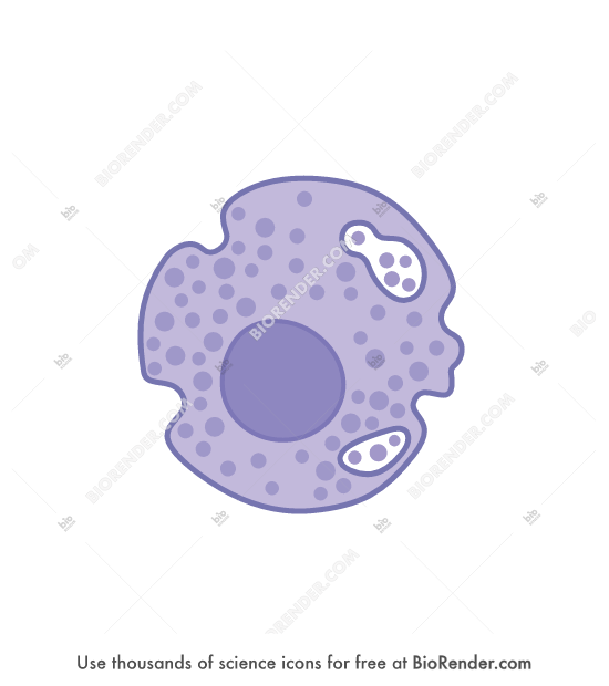 Free Mast cell (degranulating) Icons, Symbols & Images | BioRender