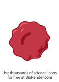 Free Red blood cell (echinocyte) Icons, Symbols & Images | BioRender