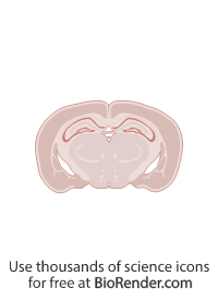 Free Mouse brain (coronal, thalamus and hippocampus 2) Icons, Symbols ...
