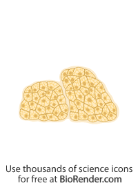 Free Drosophila fat body (larvae, cross-section) Icons, Symbols ...