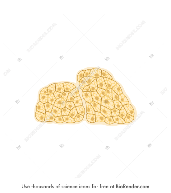 Free Drosophila fat body (larvae, cross-section) Icons, Symbols ...