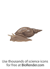 Free Great pond snail (Lymnaea stagnalis) Icons, Symbols & Images ...