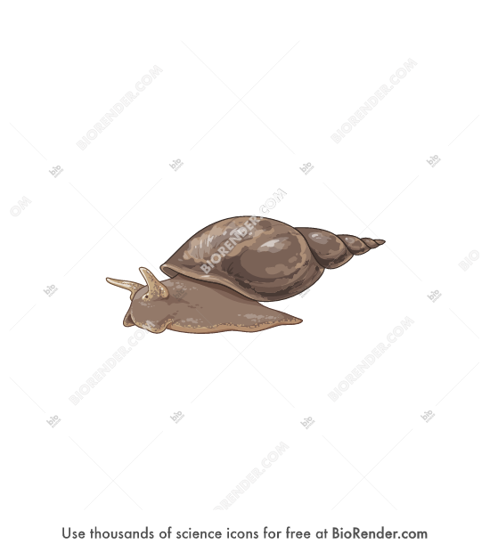 Free Great pond snail (Lymnaea stagnalis) Icons, Symbols & Images ...