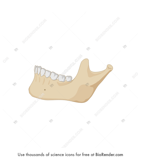Free Mandible (lateral) Icons, Symbols & Images | BioRender
