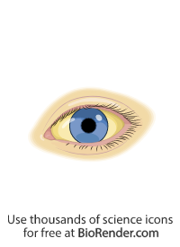 Free Jaundice (eye) Icons, Symbols & Images | BioRender