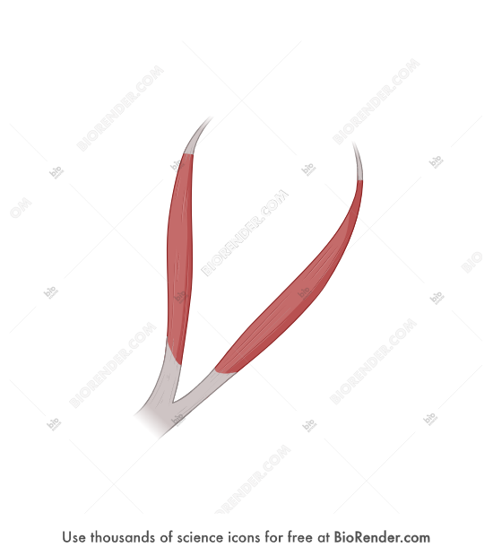 Free Rectus muscles (medial and lateral) Icons, Symbols & Images ...