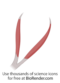 Free Rectus muscles (medial and lateral) Icons, Symbols & Images ...